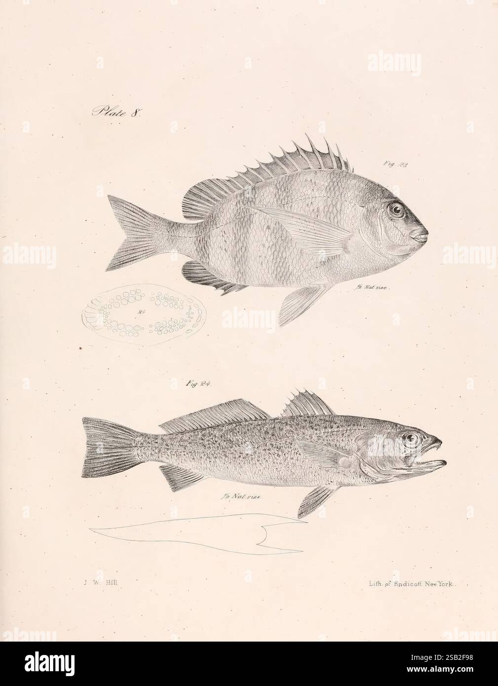 Zoology of New York, Albany, W. & A. White & J. Visscher, 1842-44 ...