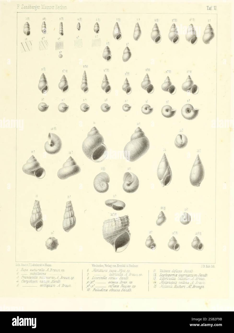 Die conchylien des Mainzer Tertiärbeckens, Wiesbaden, Kriedel und ...