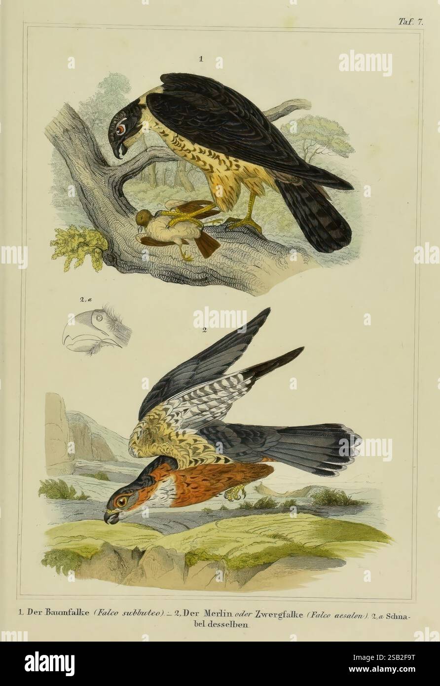Dwarf falcon hi-res stock photography and images - Alamy