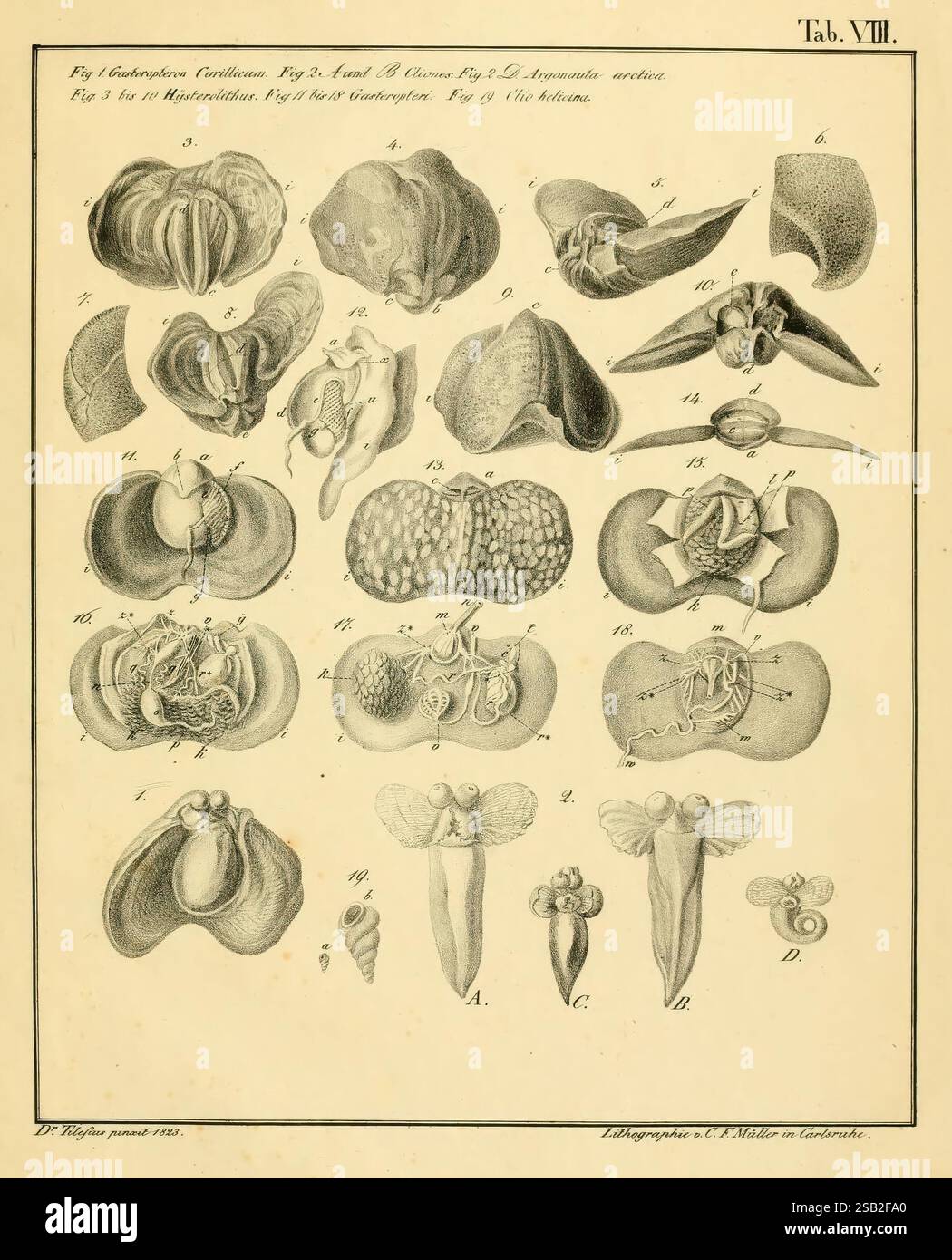 Detailed drawings of various seed forms hi-res stock photography and ...