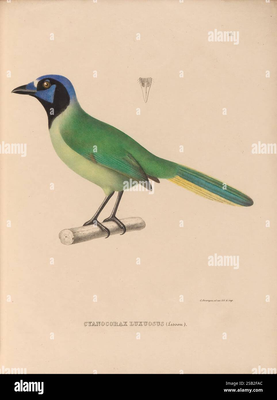 Esquisses, ornithologiques, Bruxelles, A. Vandale, 1845-48, 1845 ...