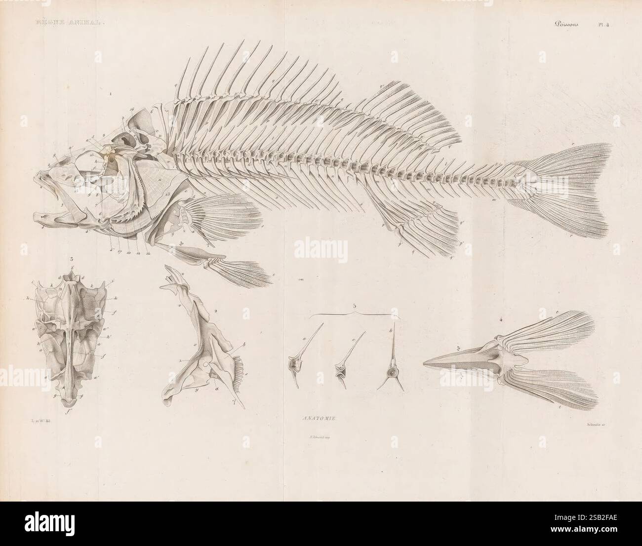 Fishs complete skeletal system hi-res stock photography and images - Alamy