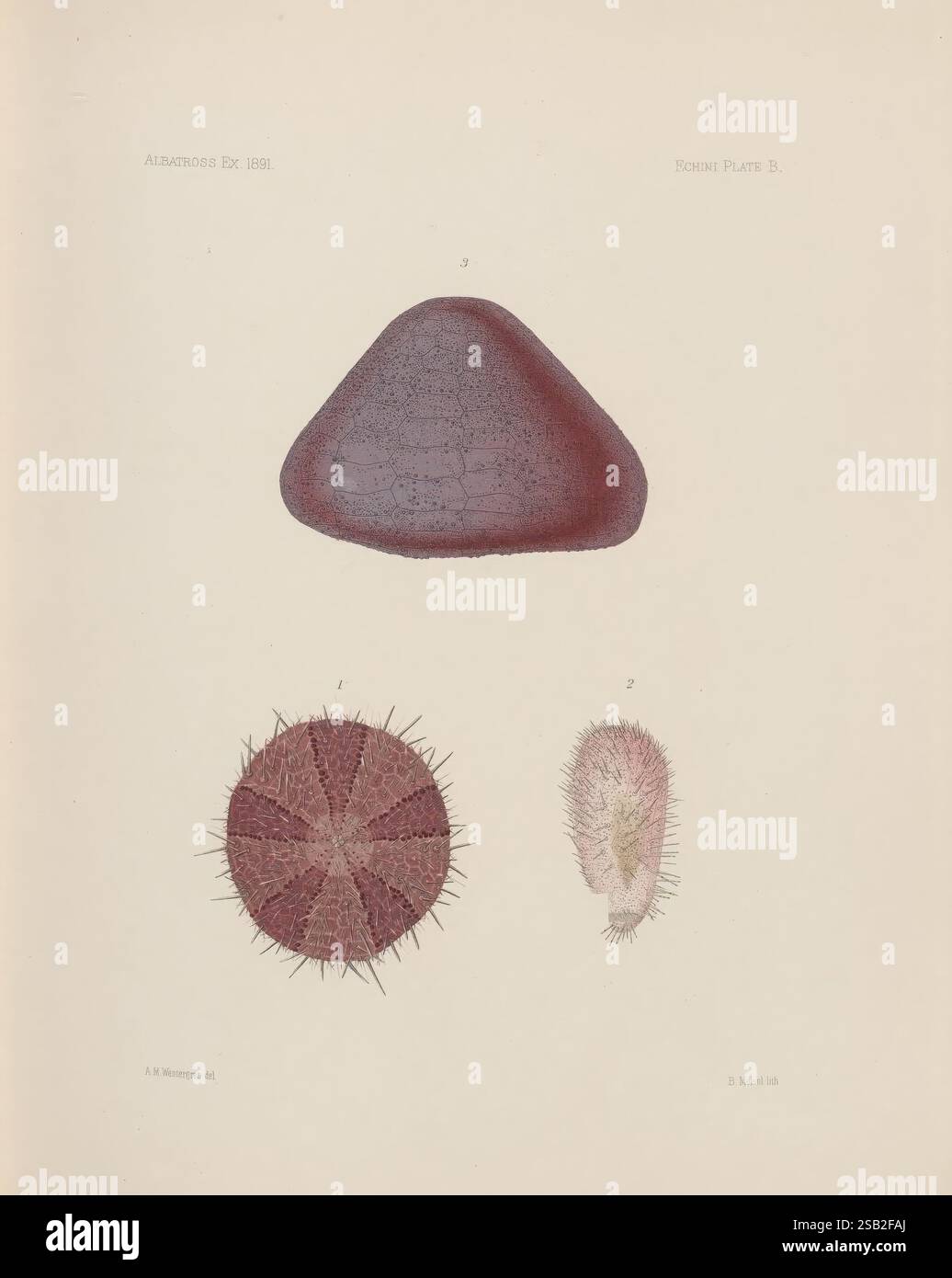 Memoirs of the Museum of Comparative Zoology, at Harvard College ...