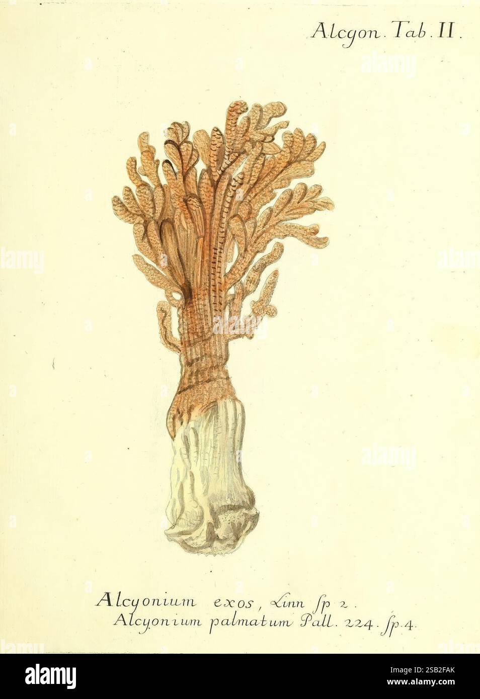 Alcyonium palmatum pall hi-res stock photography and images - Alamy