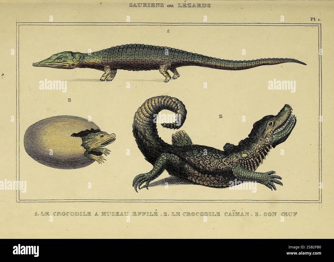 Oeuvres du comte de Lacépède Paris, P. Duménil, 1836. Natural history ...
