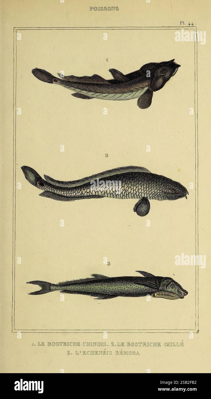 Slender characteristics hi-res stock photography and images - Alamy