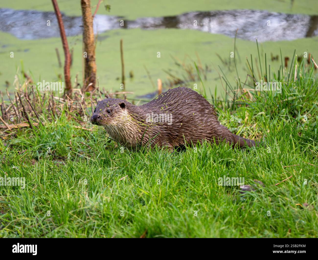 Otter Laying Down in Grass Stock Photo - Alamy