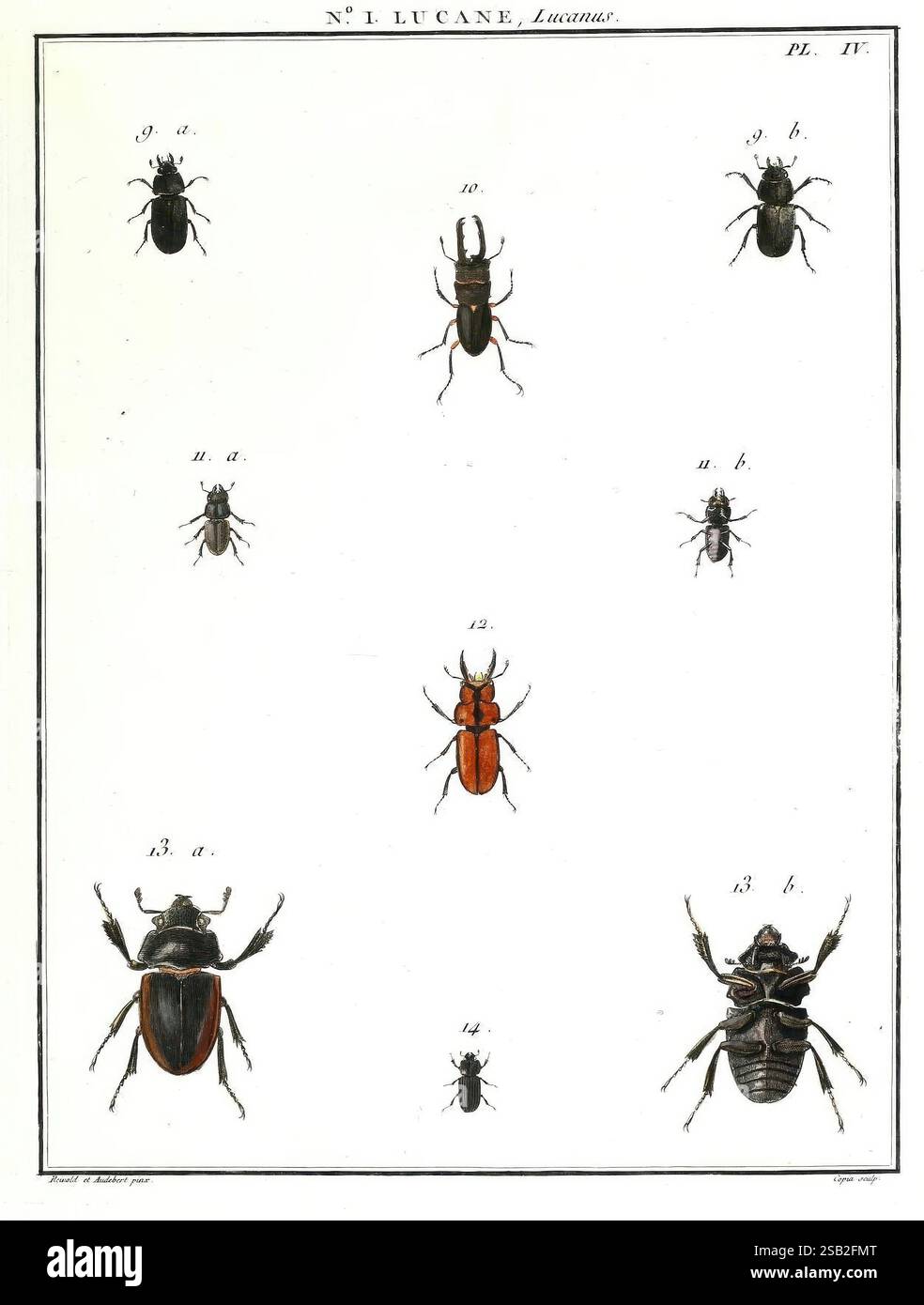 Featuring multiple beetles hi-res stock photography and images - Alamy