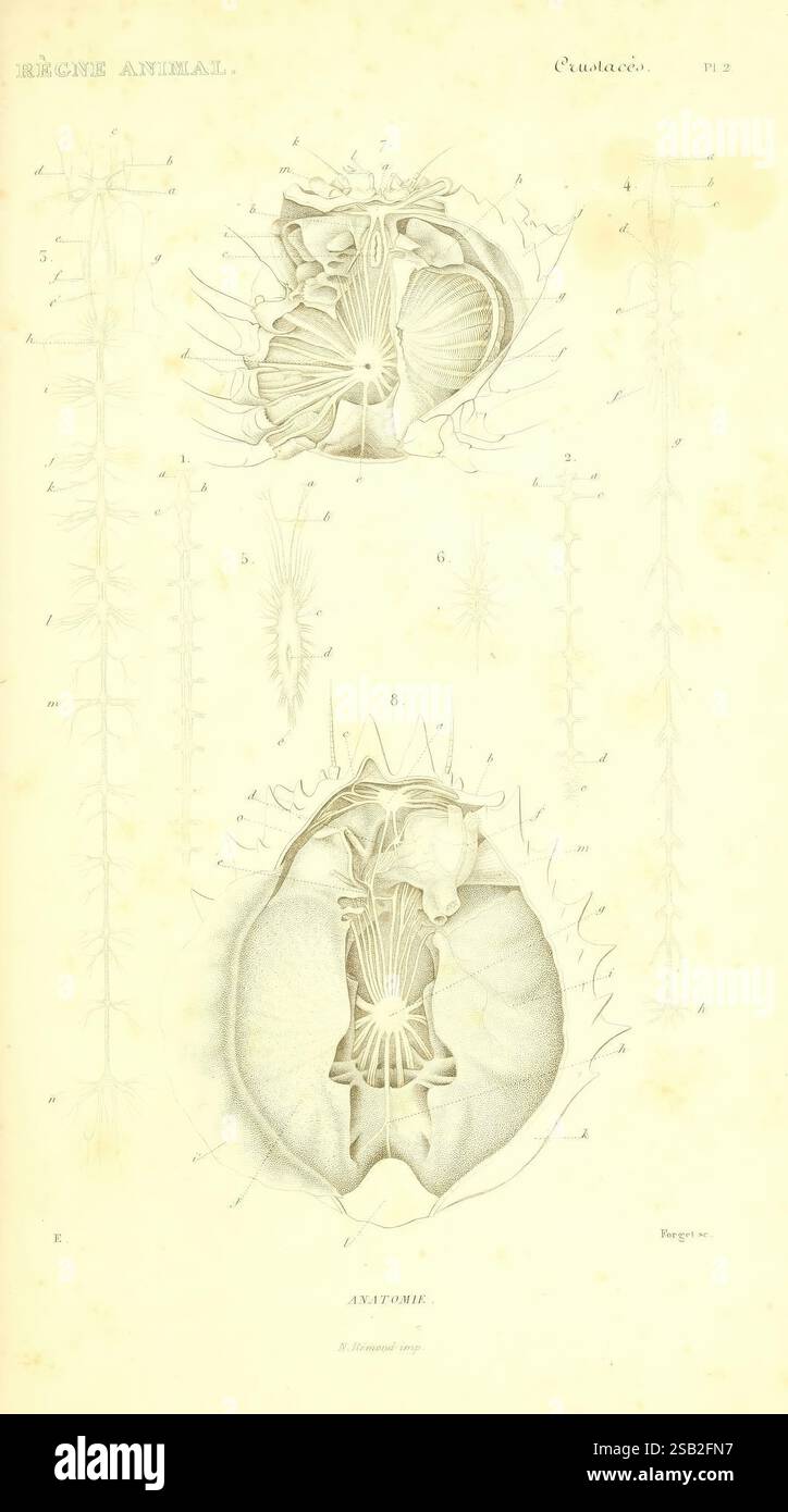 Various anatomical structures identified hi-res stock photography and ...