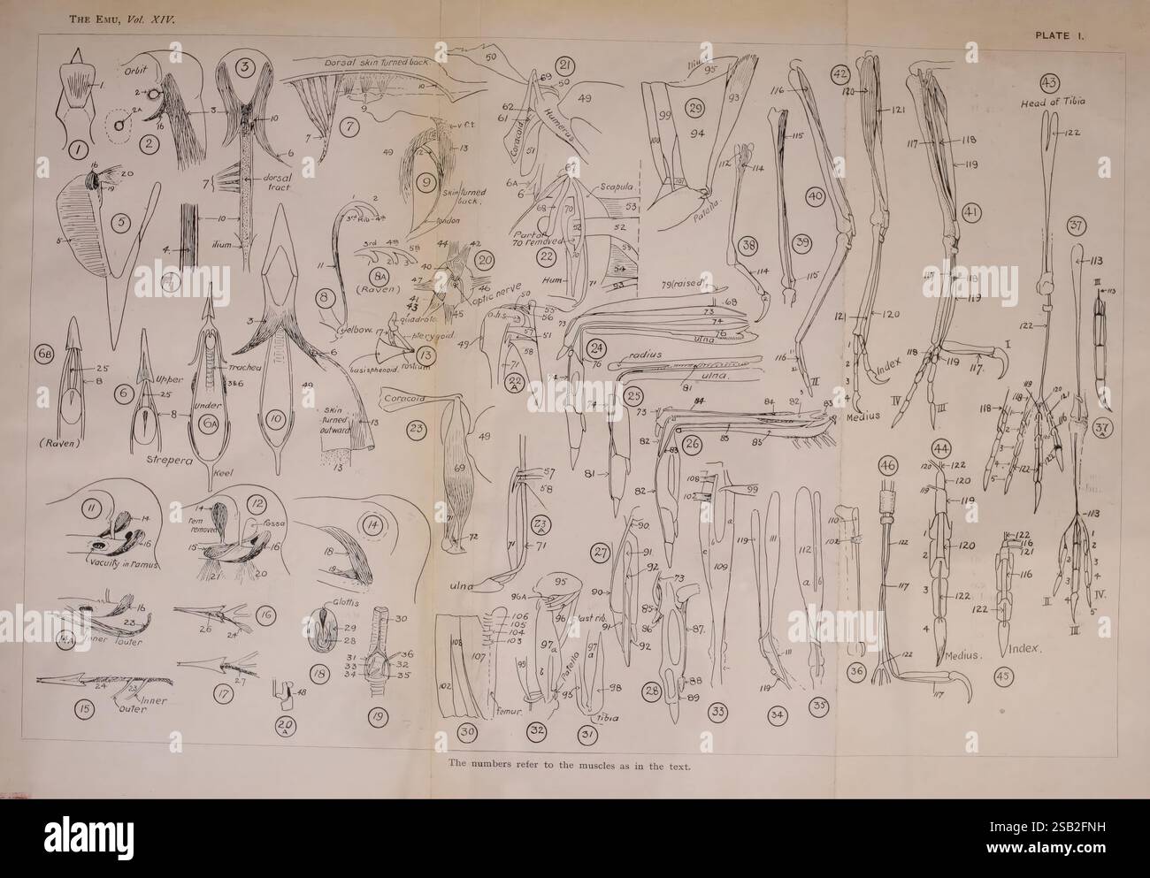 Showcasing intricate anatomical diagrams hi-res stock photography and ...