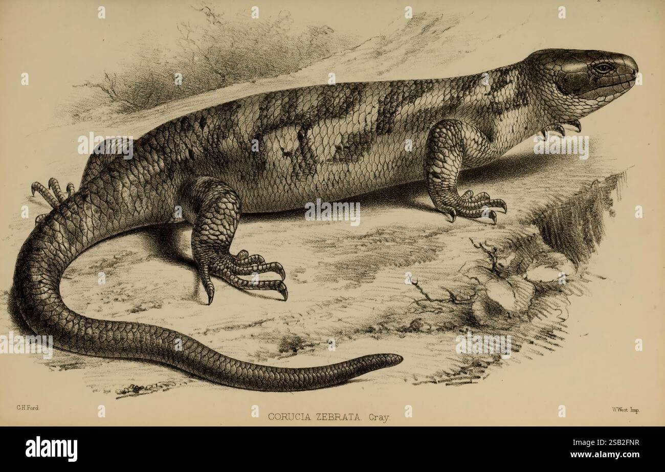 Anatomical represen hi-res stock photography and images - Alamy