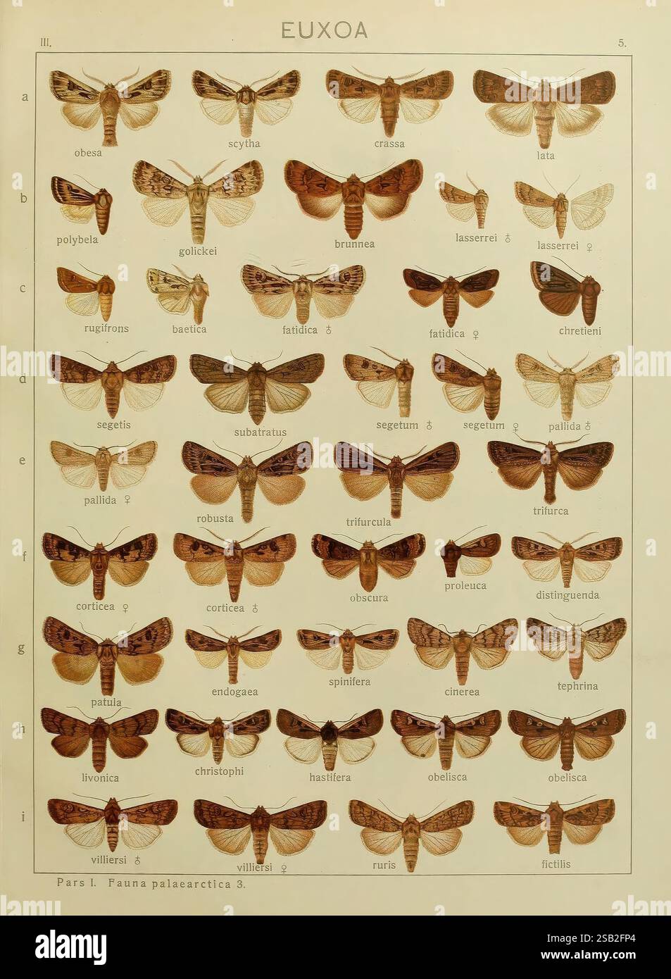 Intricately detailed moth serves hi-res stock photography and images ...