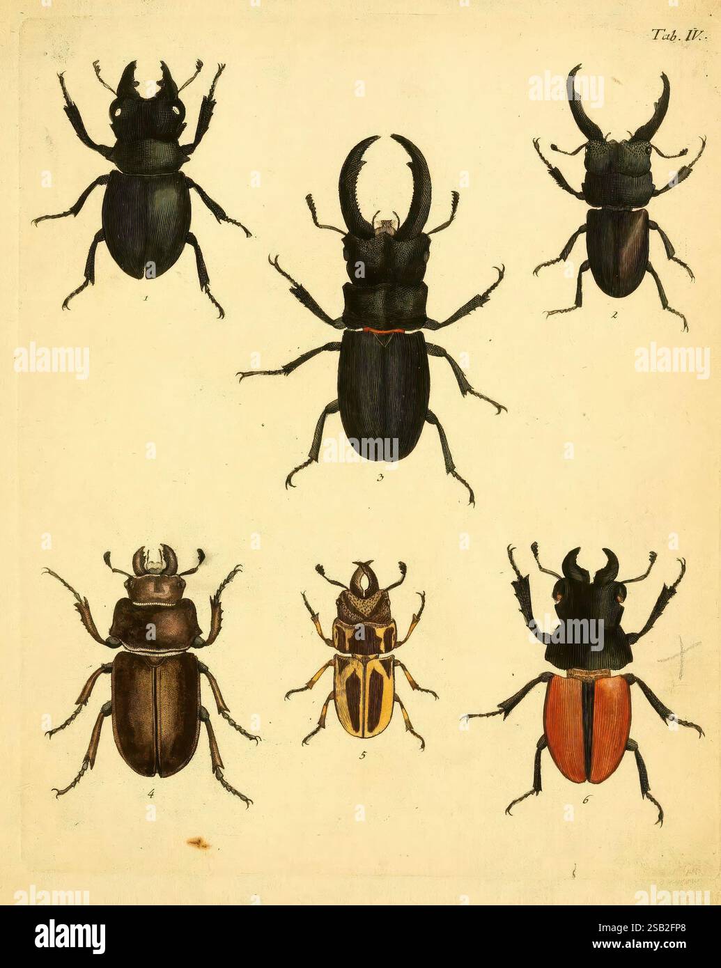Surrounding beetles exhibit varied shapes hi-res stock photography and ...
