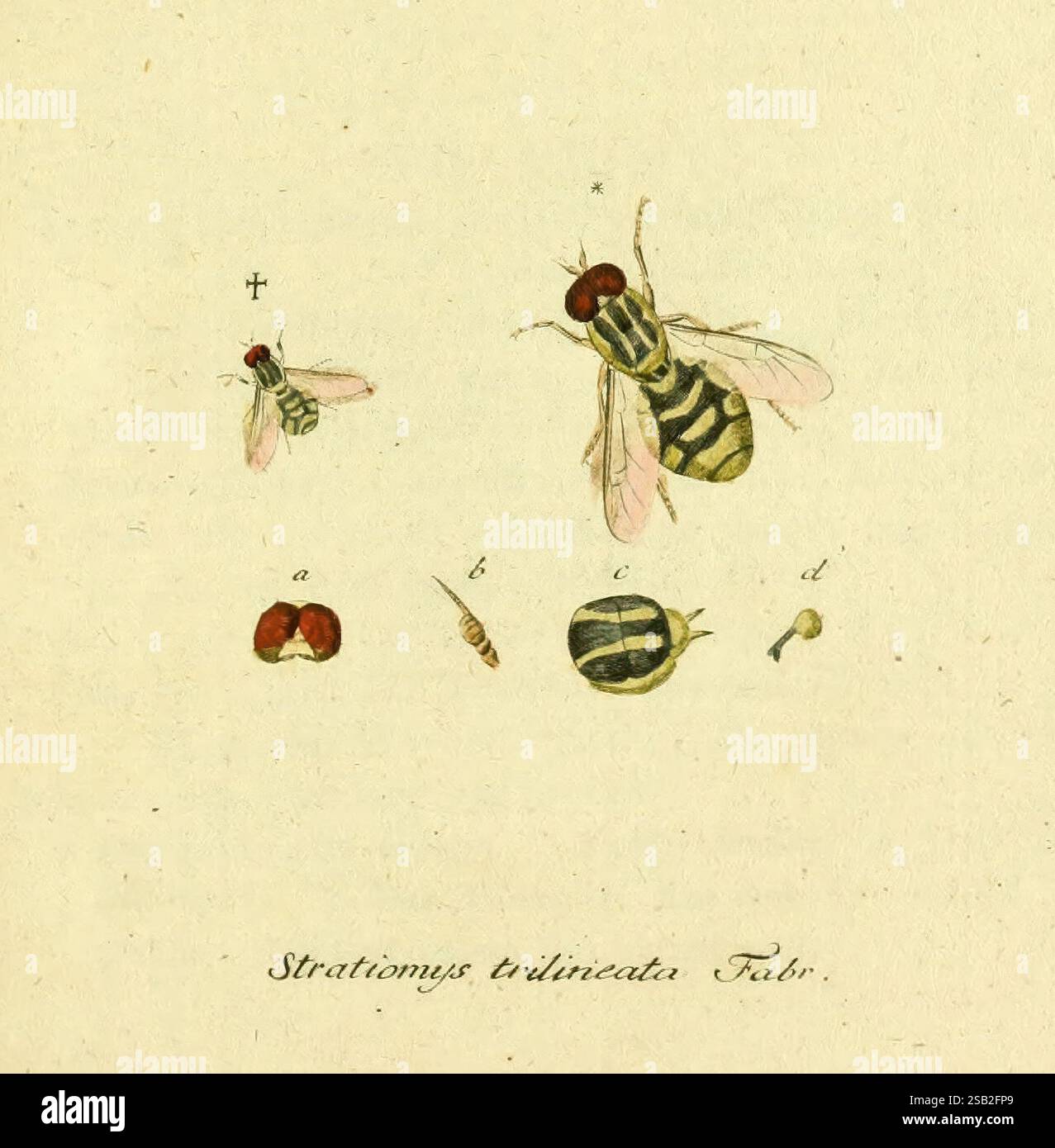 Alongside several smaller figures hi-res stock photography and images ...