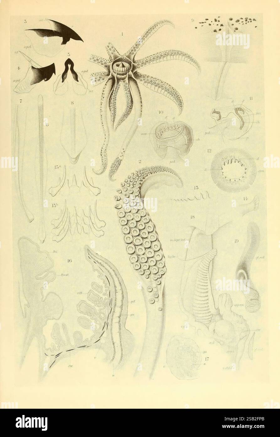 The Cephalopod, atlas, 1975, cephalopoda, Thaumatolampas diadema ...