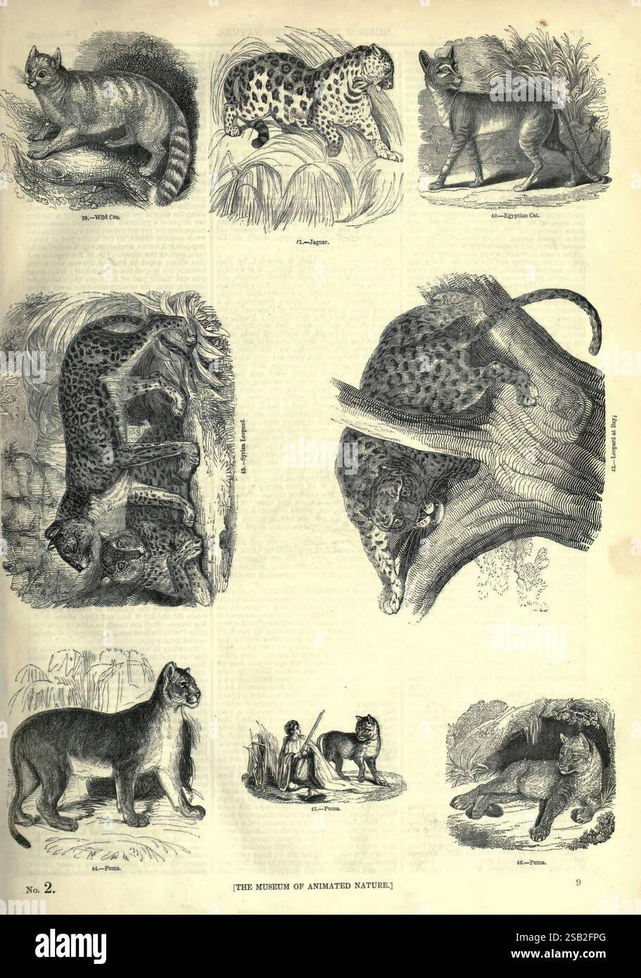 The, pictorial, museum, of, animated, nature London, C. Cox, [1844?], pictorial, works, zoology ...