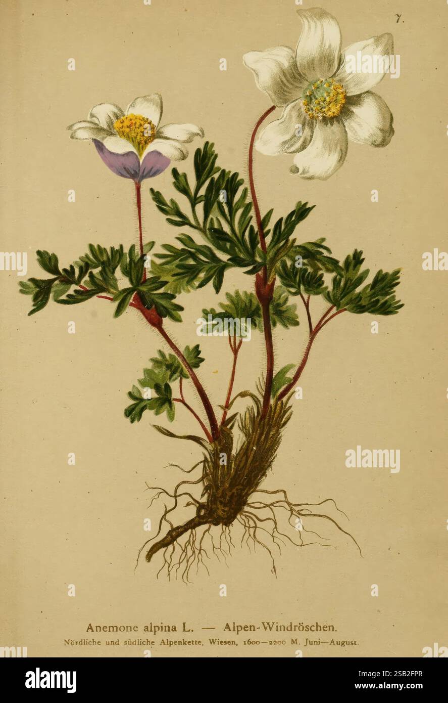 Atlas der Alpenflora Wien, Alpenvereins, 1882, alps, atlases, mountain ...
