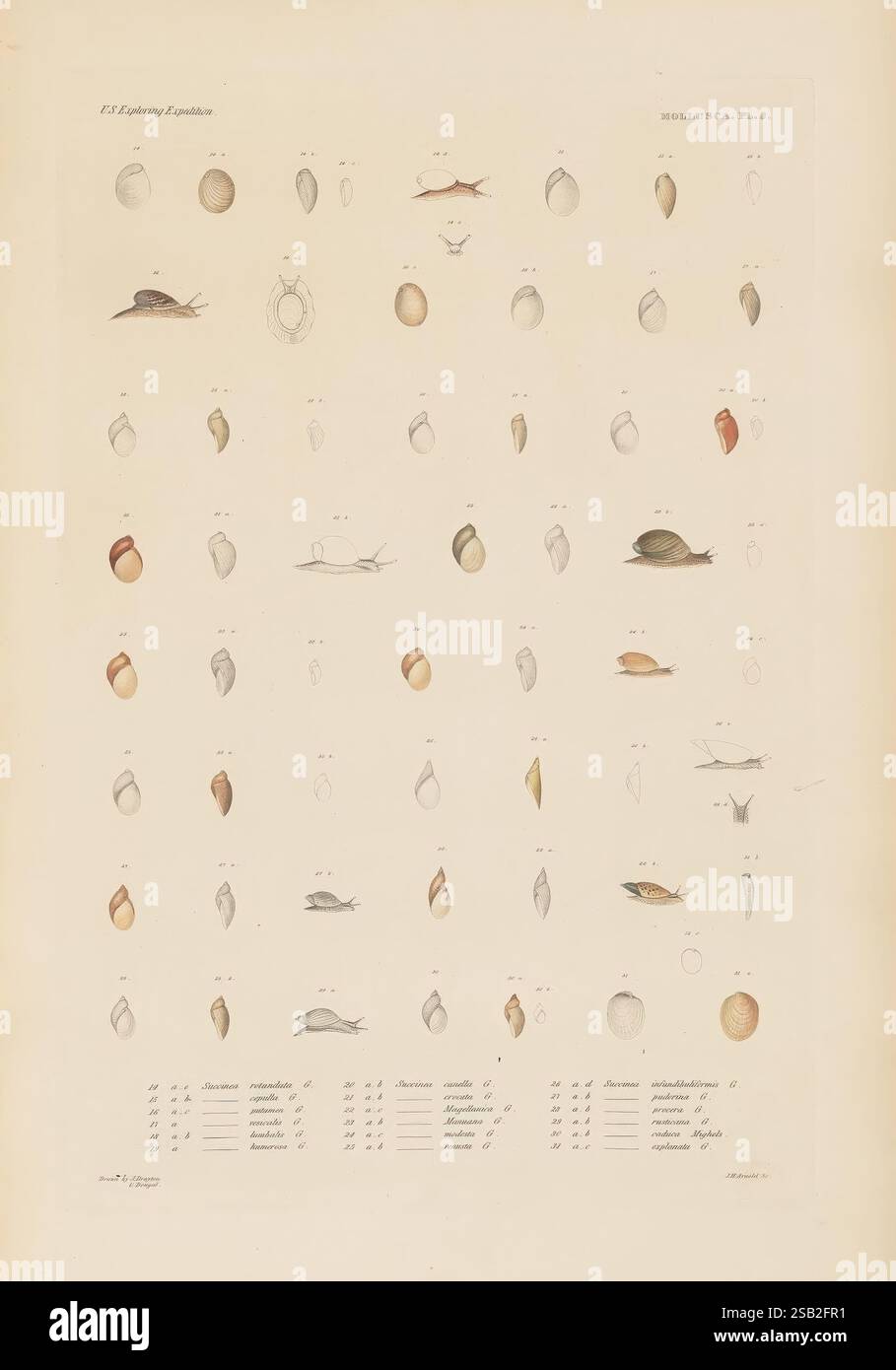 Mollusca, shells, Boston, Gould, Lincoln, 1852, mollusks, This is a ...