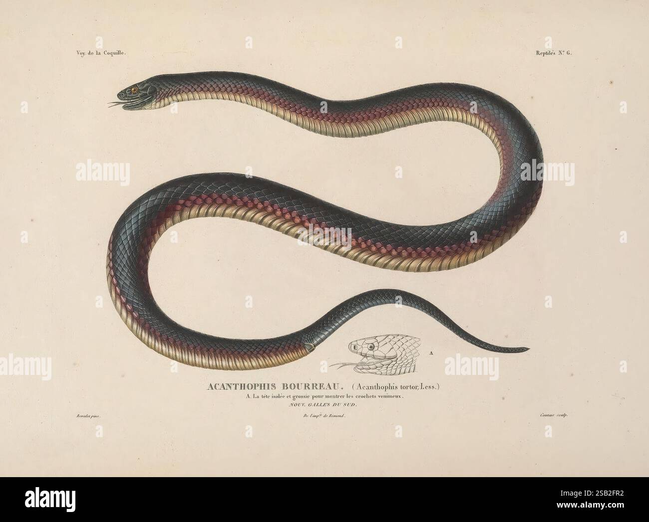 Voyage autour du monde, Paris, Arthus Bertrand, 1825-1830 [i.e. 1838 ...