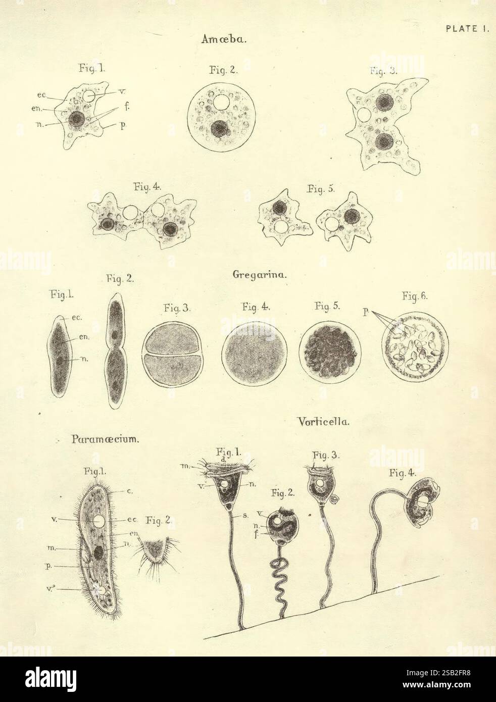 Illustrations of zoology: invertebrates & vertebrates, Edinburgh, Y.J ...