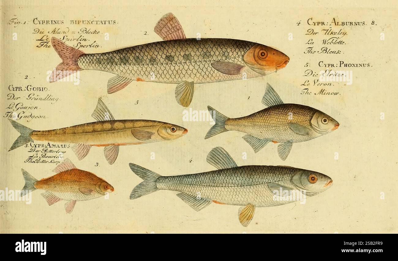 Ichthyologie ou Histoire naturelle des poissons, Berlin, Chez l'auteur ...