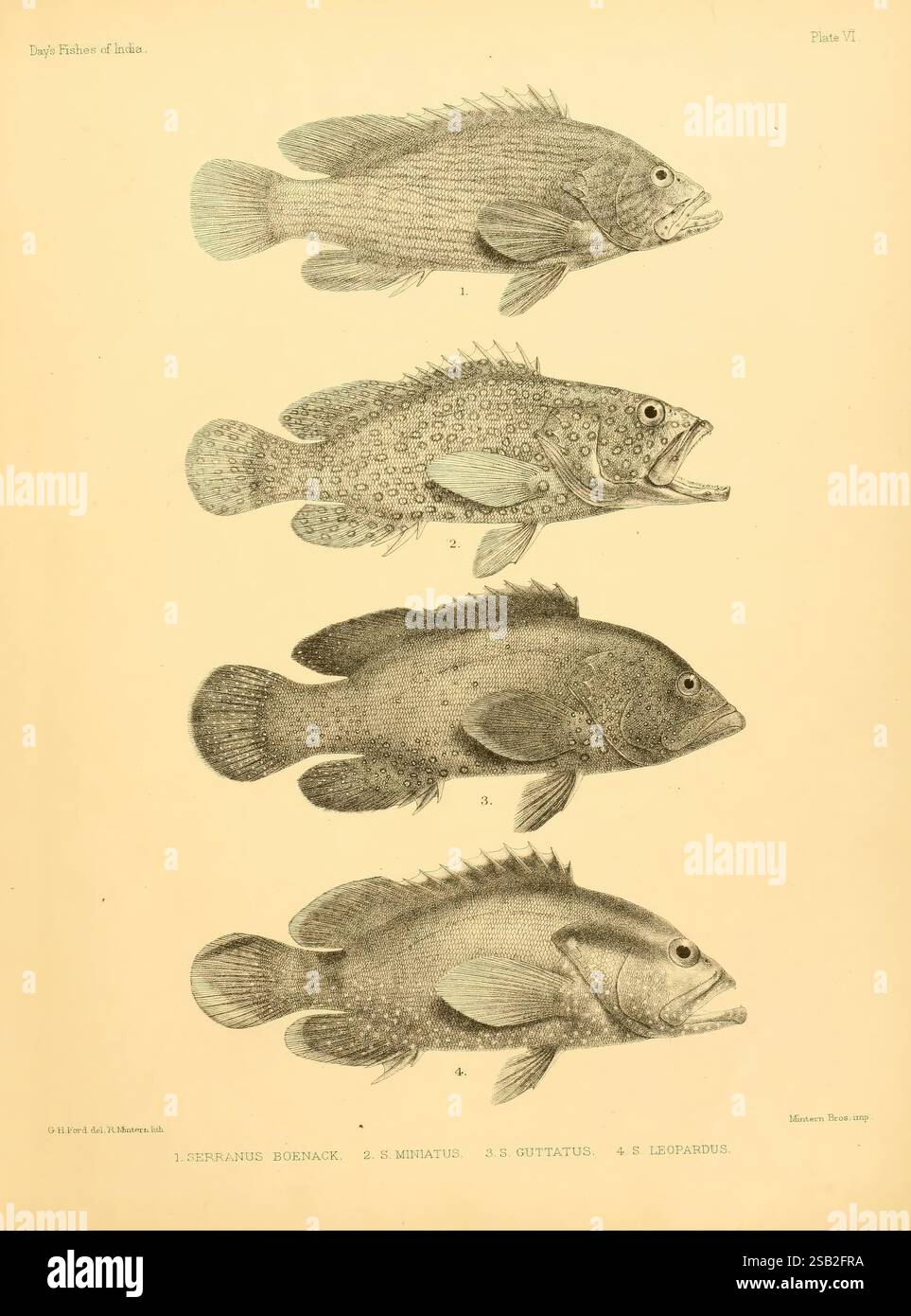 The fishes of India, [1875]-1878, India, Burma, Indian Ocean, Sri Lanka ...