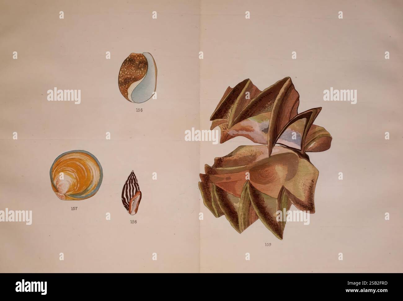 Pictorial works shells yoichiro hirase bulla vernicosa cyclina c hi-res ...