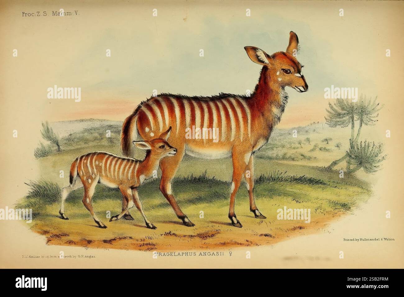 Juvenile okapi hi-res stock photography and images - Alamy