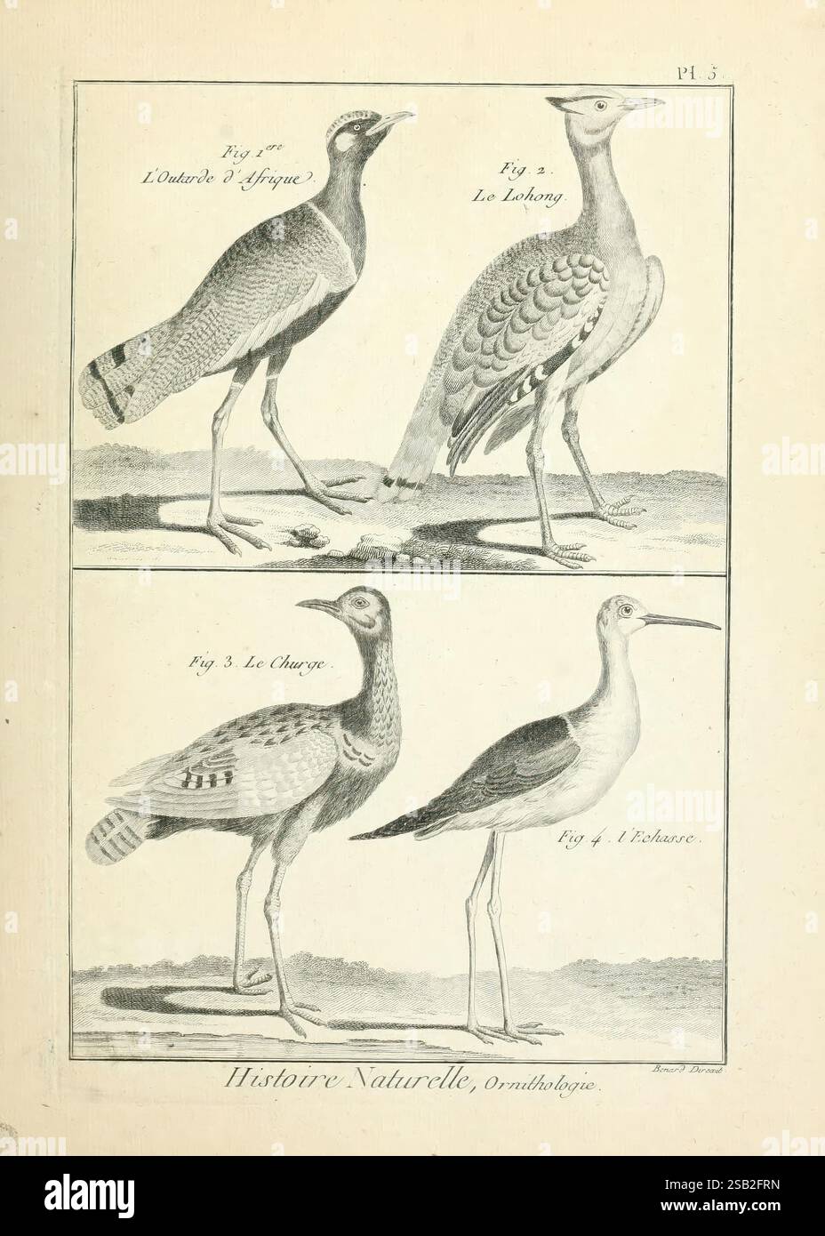 Rightmost bird hi-res stock photography and images - Alamy