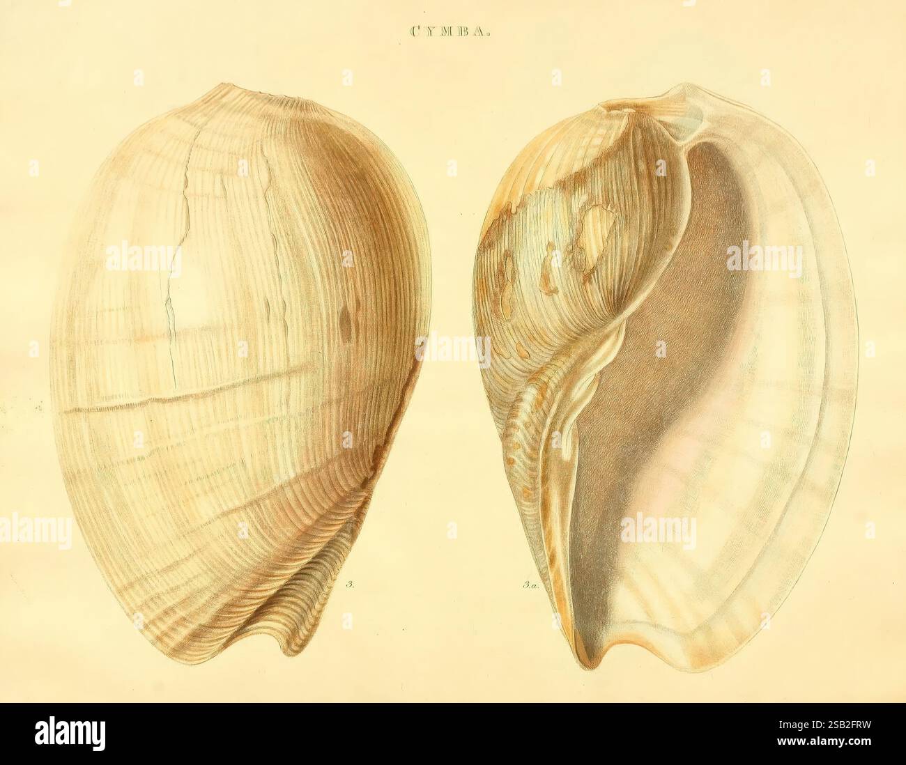 Two distinct clam shells hi-res stock photography and images - Alamy