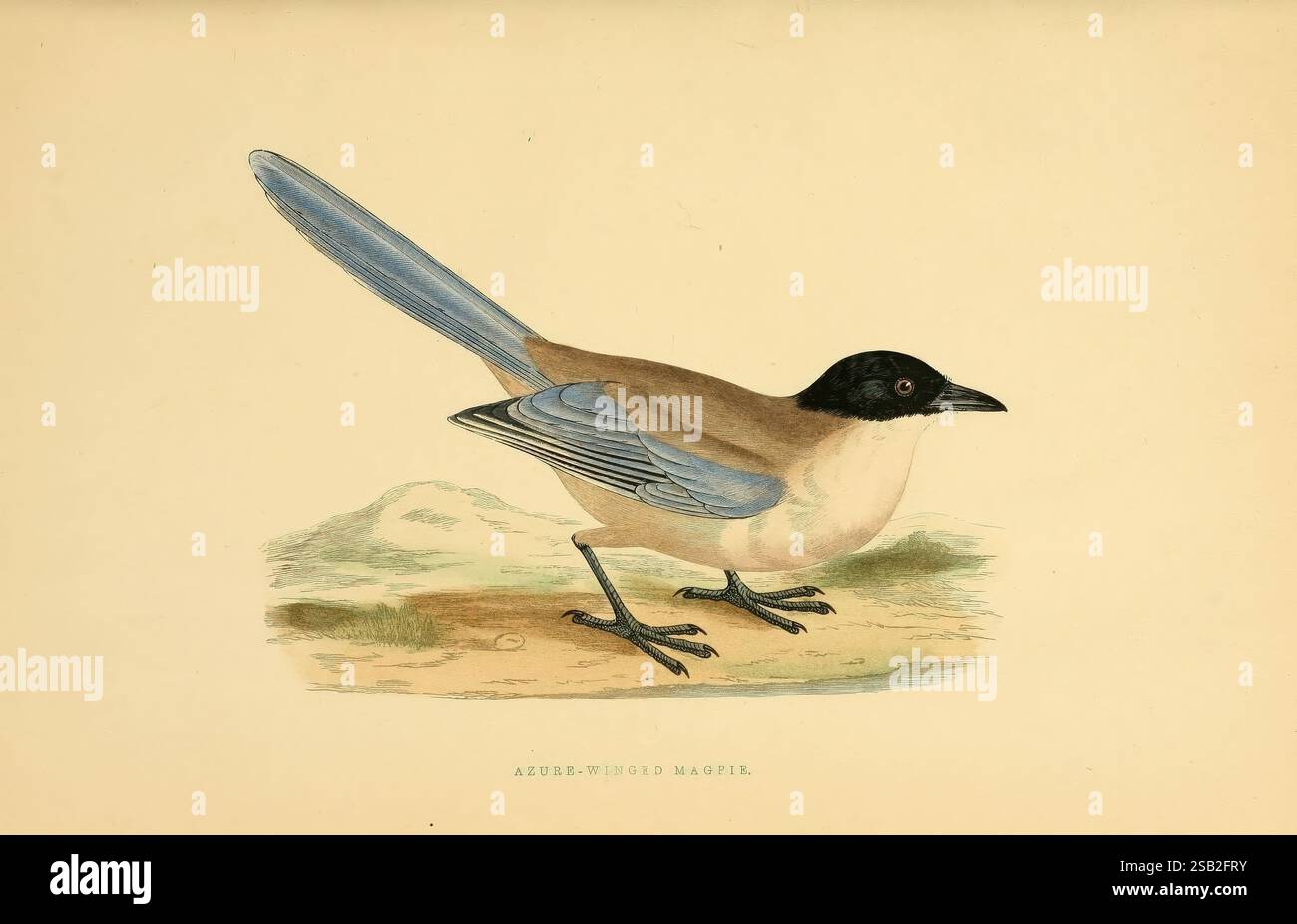 A history of the birds of Europe, not observed in the British Isles ...