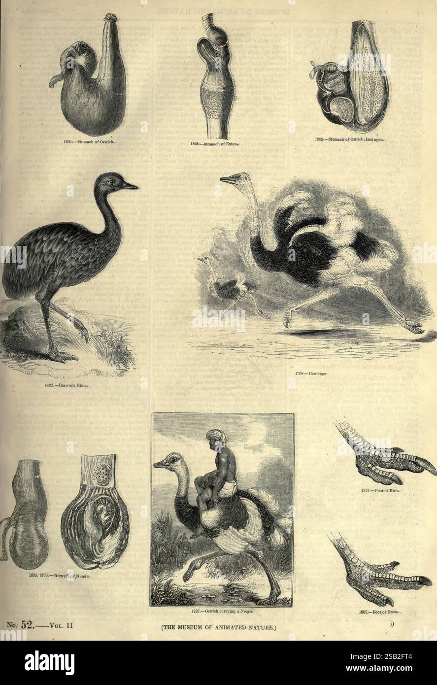 The pictorial museum of animated nature, London, C. Cox, [1844 ...