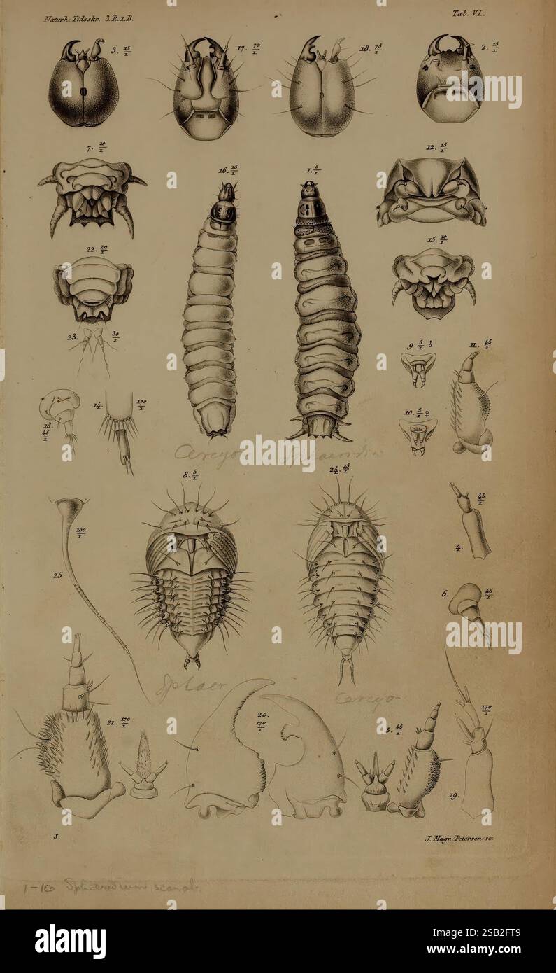 De metamorphosi eleutheratorum observationes, Kjøbenhavn, Thieles ...