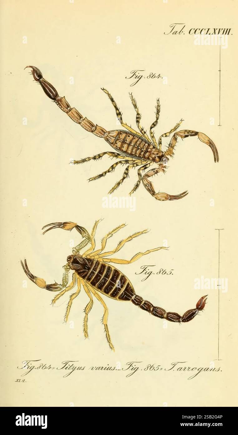 Upper scorpion displays hi-res stock photography and images - Alamy