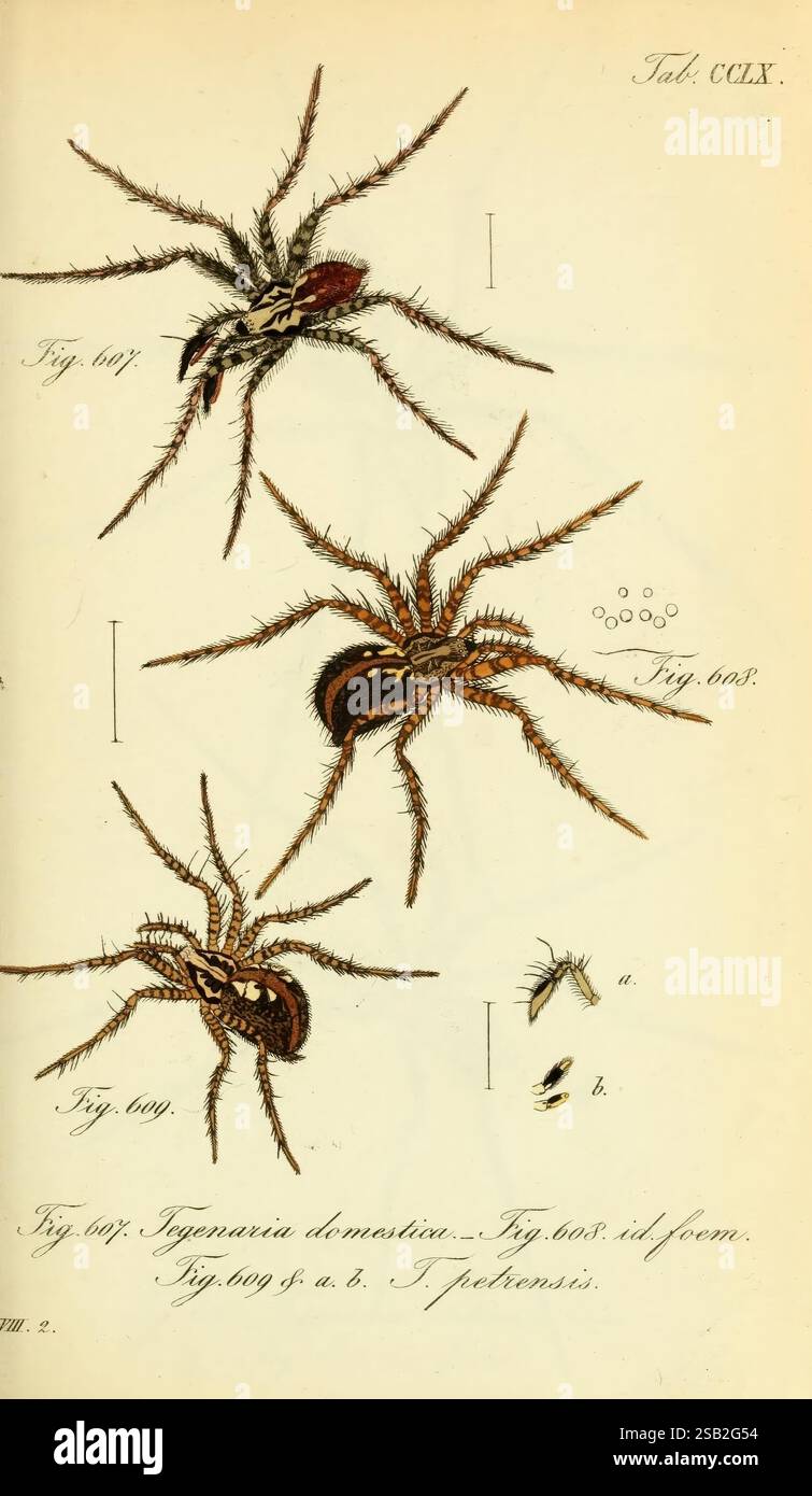 Spiders anatomical structure hi-res stock photography and images - Alamy