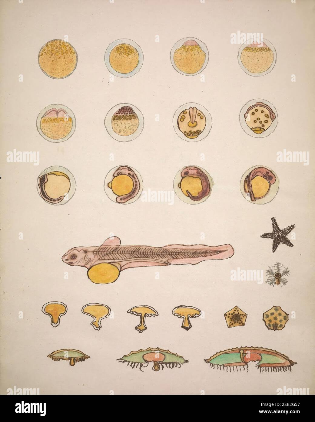 Drawings, illustrating, the, Lowell, Lectures, on, comparative ...