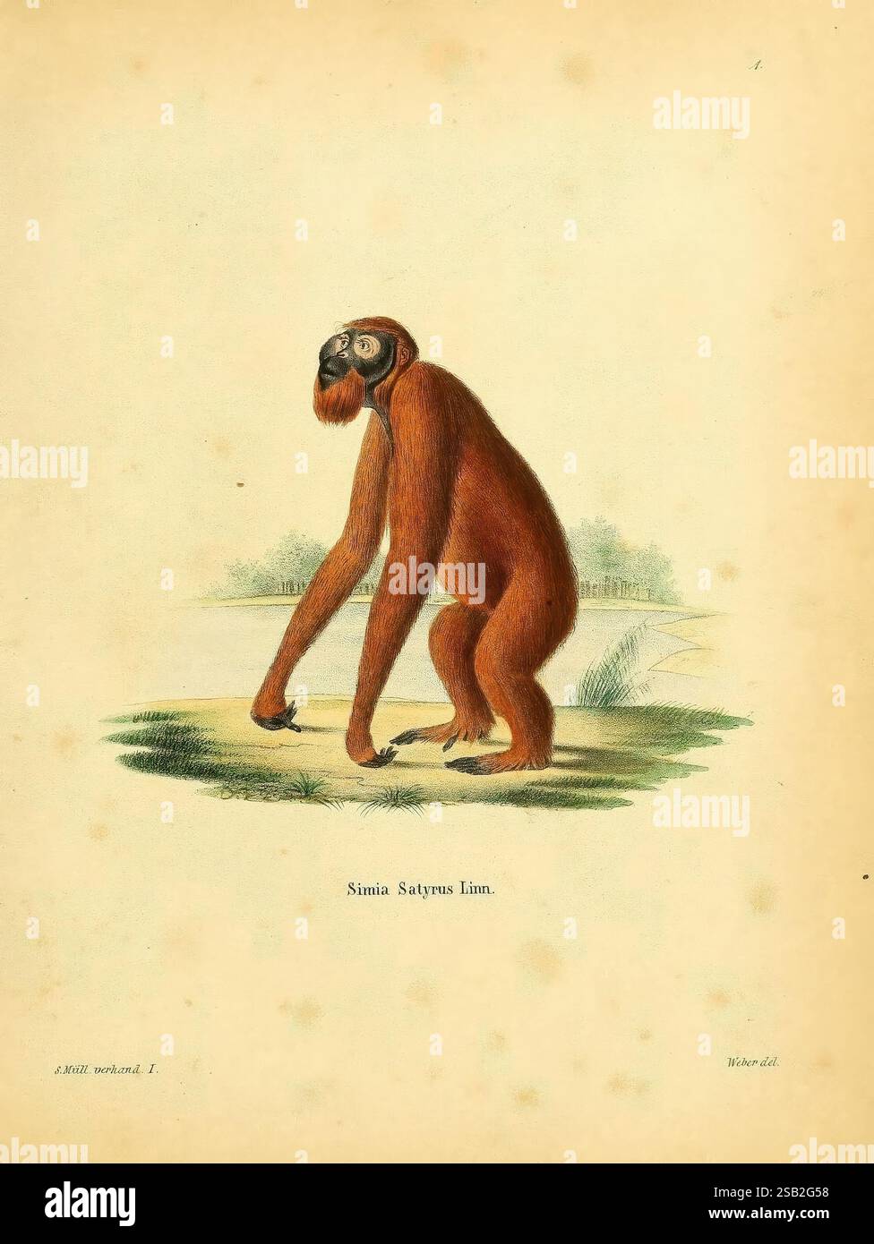 Elongated physique covered hi-res stock photography and images - Alamy