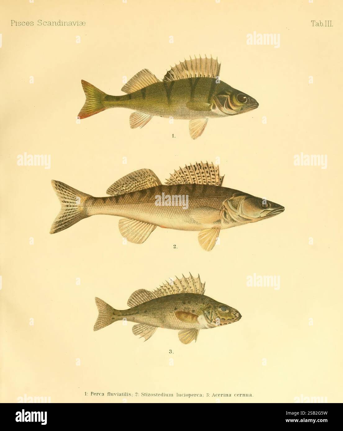 A history of Scandinavian fishes, Stockholm, P.A. Norstedt & söner ...