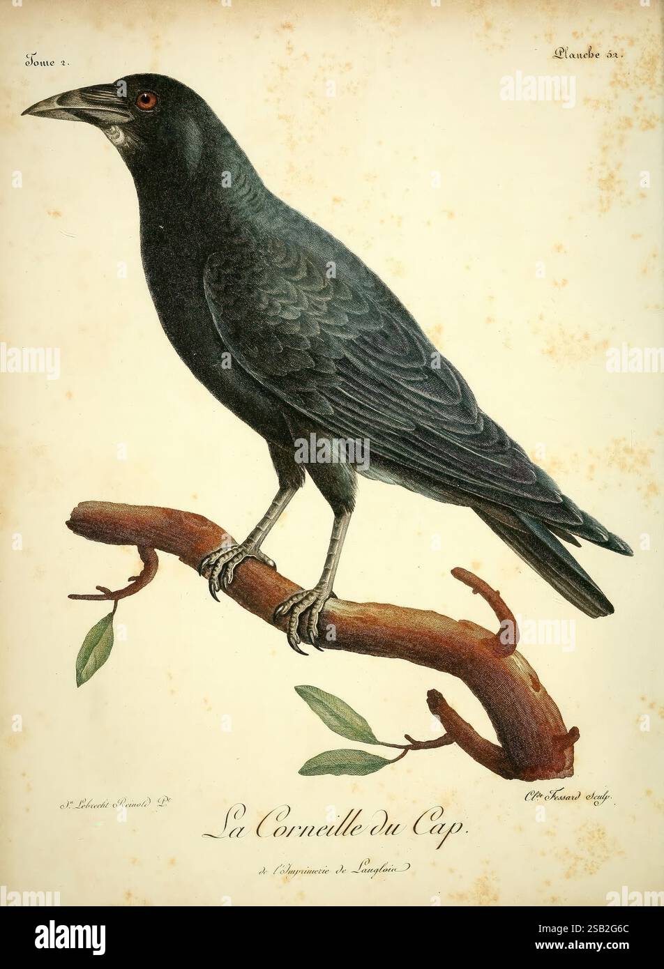 Crow family lineage hi-res stock photography and images - Alamy