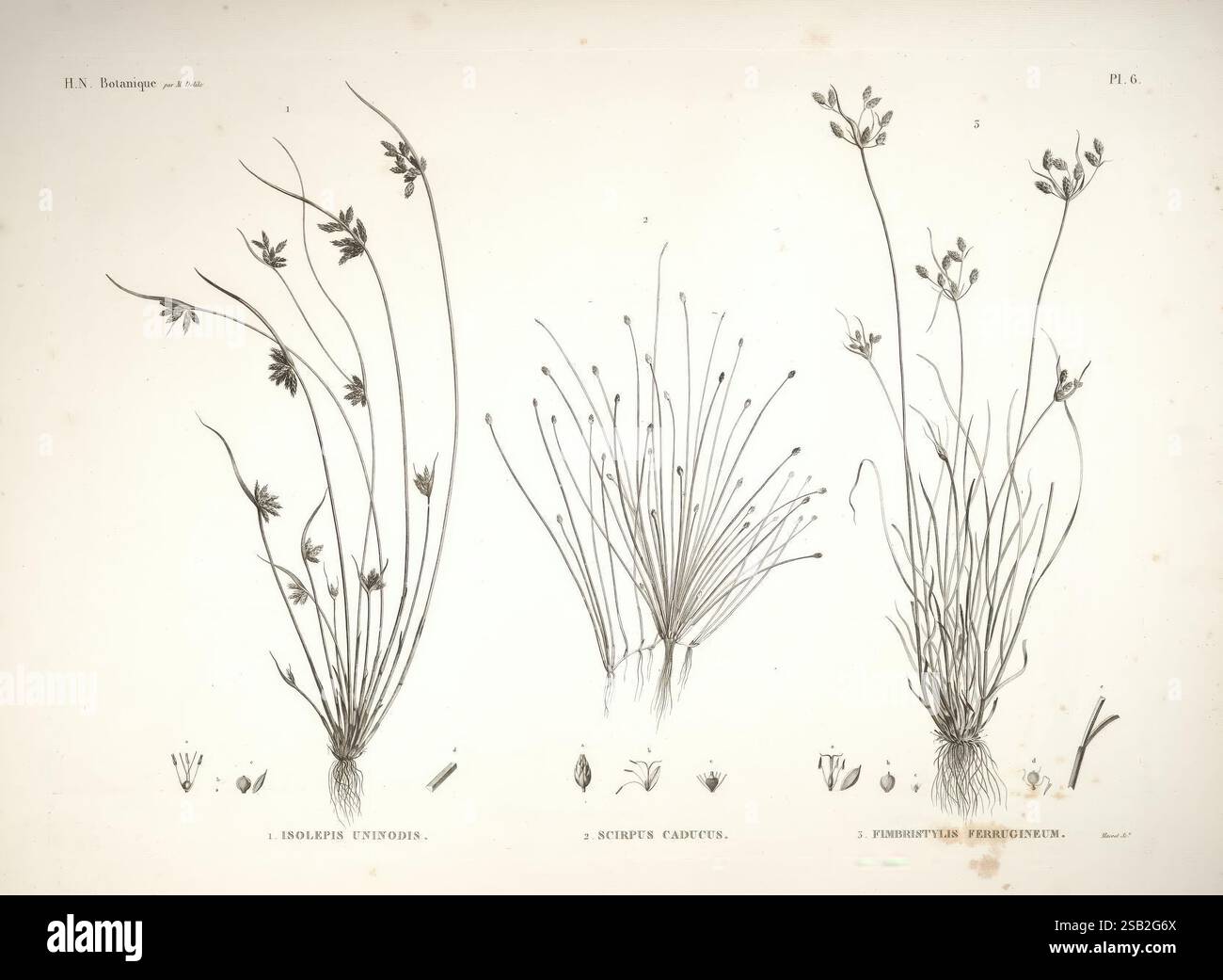 Stipes cactus hi-res stock photography and images - Alamy