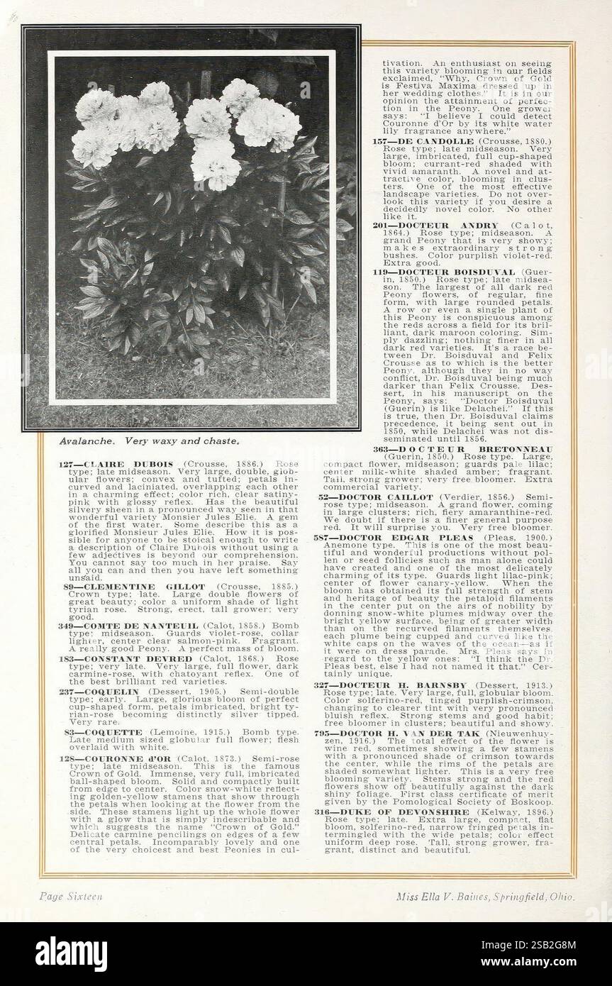 Peonies for pleasure, Springfield, Ohio, Baines, [1917], flowers, seeds ...