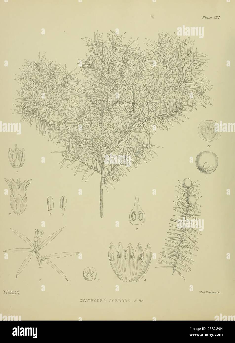 Illustrations of the New Zealand flora, Wellington, John Mackay, Govt ...