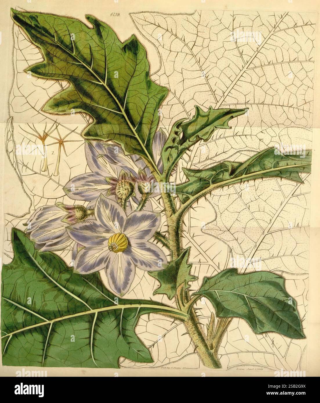 Curtis's Botanical Magazine London New York Botanical Illustration ...