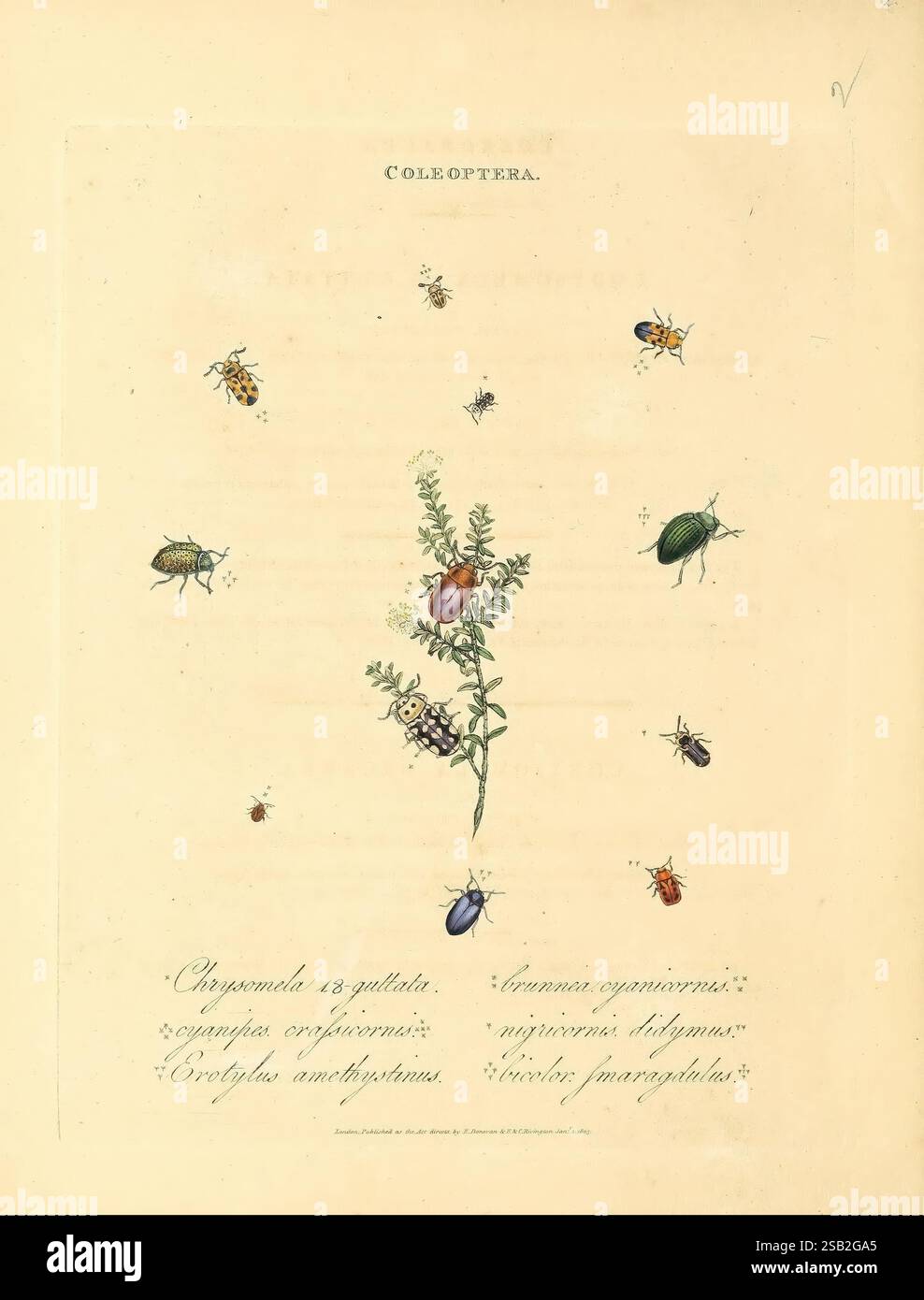 Chrysomela viridis hi-res stock photography and images - Alamy