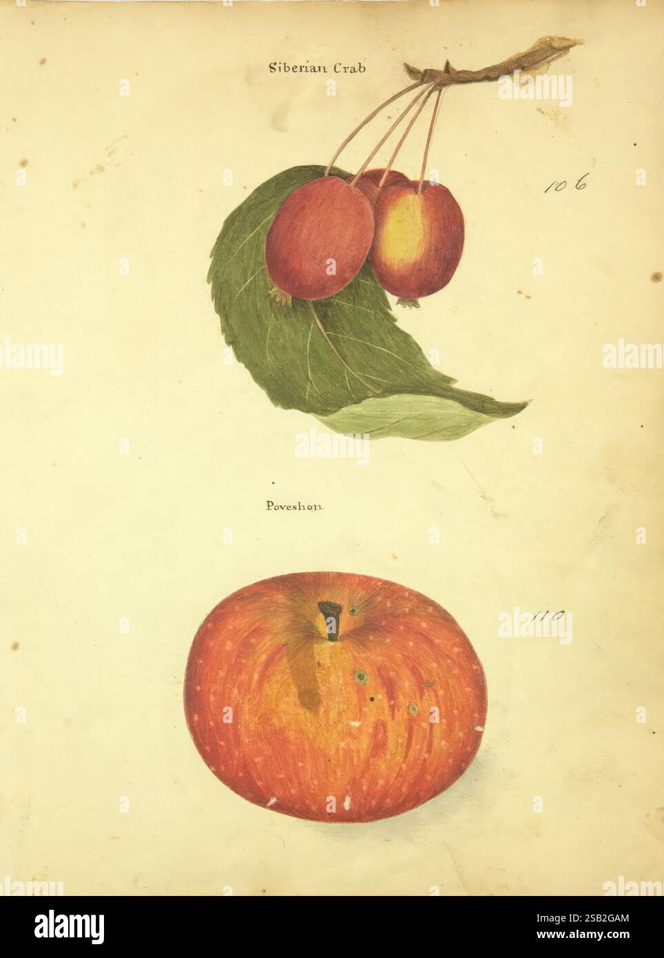 This illustration features two botanical studies of apples. At the top ...
