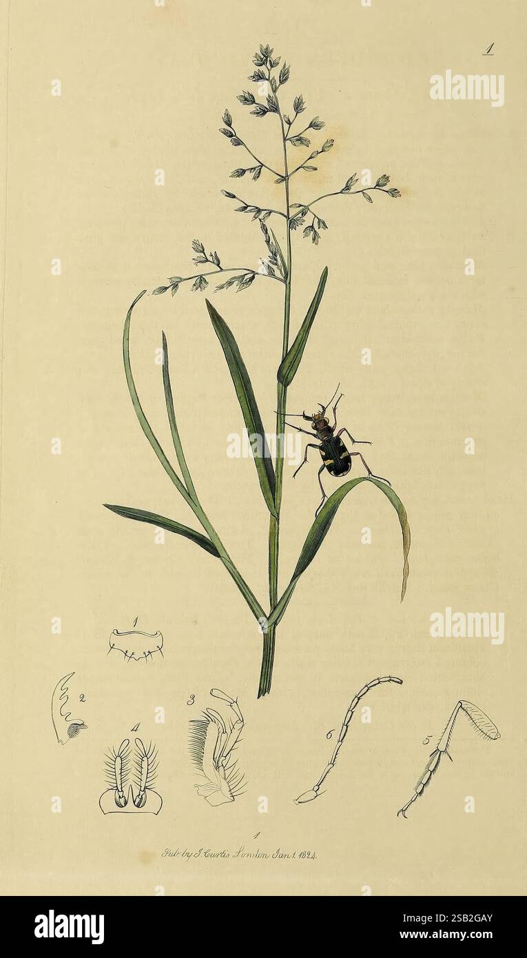 First insect illustrates hi-res stock photography and images - Alamy