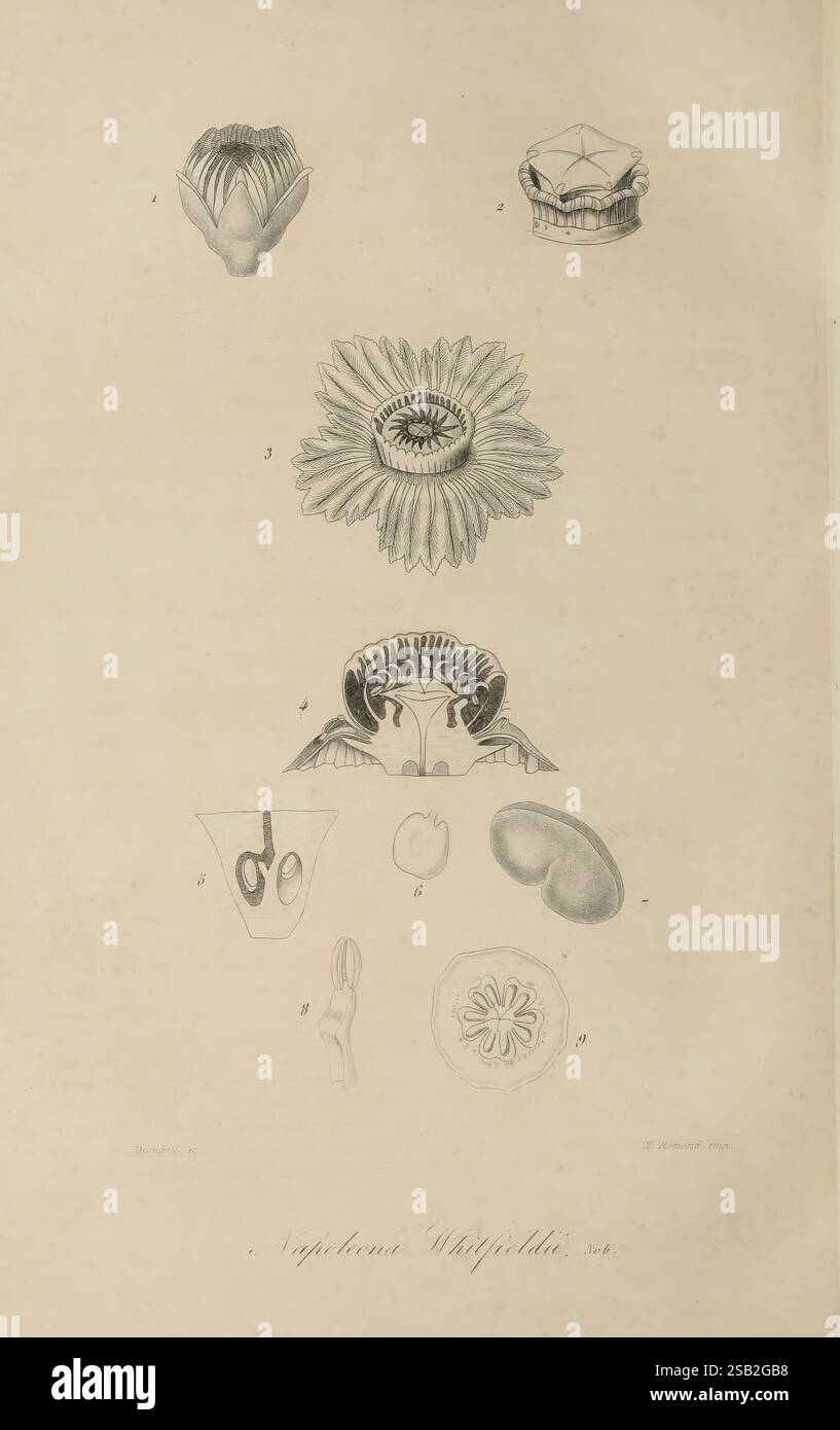 Top section showcases different flower forms labeled hi-res stock ...