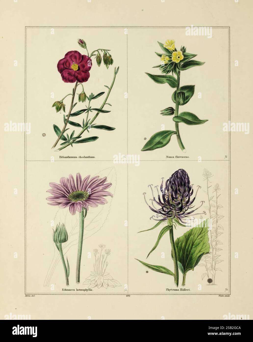 Artwork features four botanical illustrations hi-res stock photography ...
