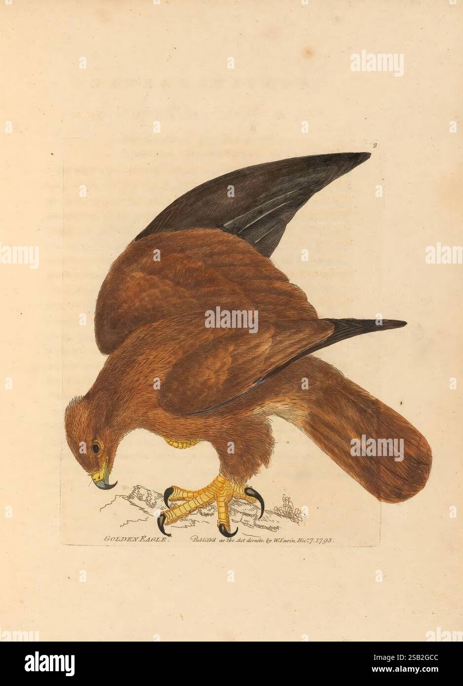 The, birds, of, Great Britain, 1795-1801, museum of comparative zoology ...