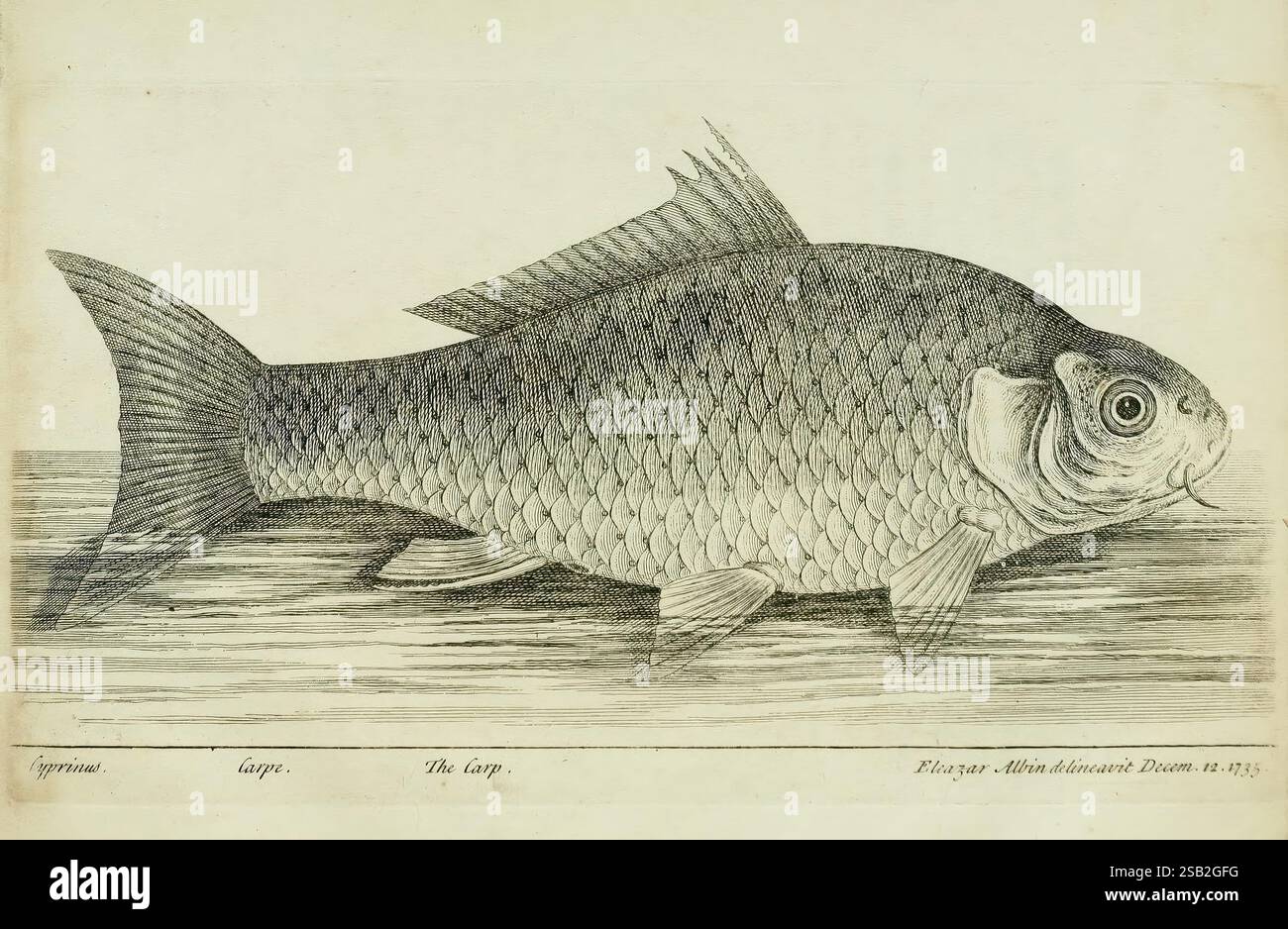 Carps large eyes hi-res stock photography and images - Alamy